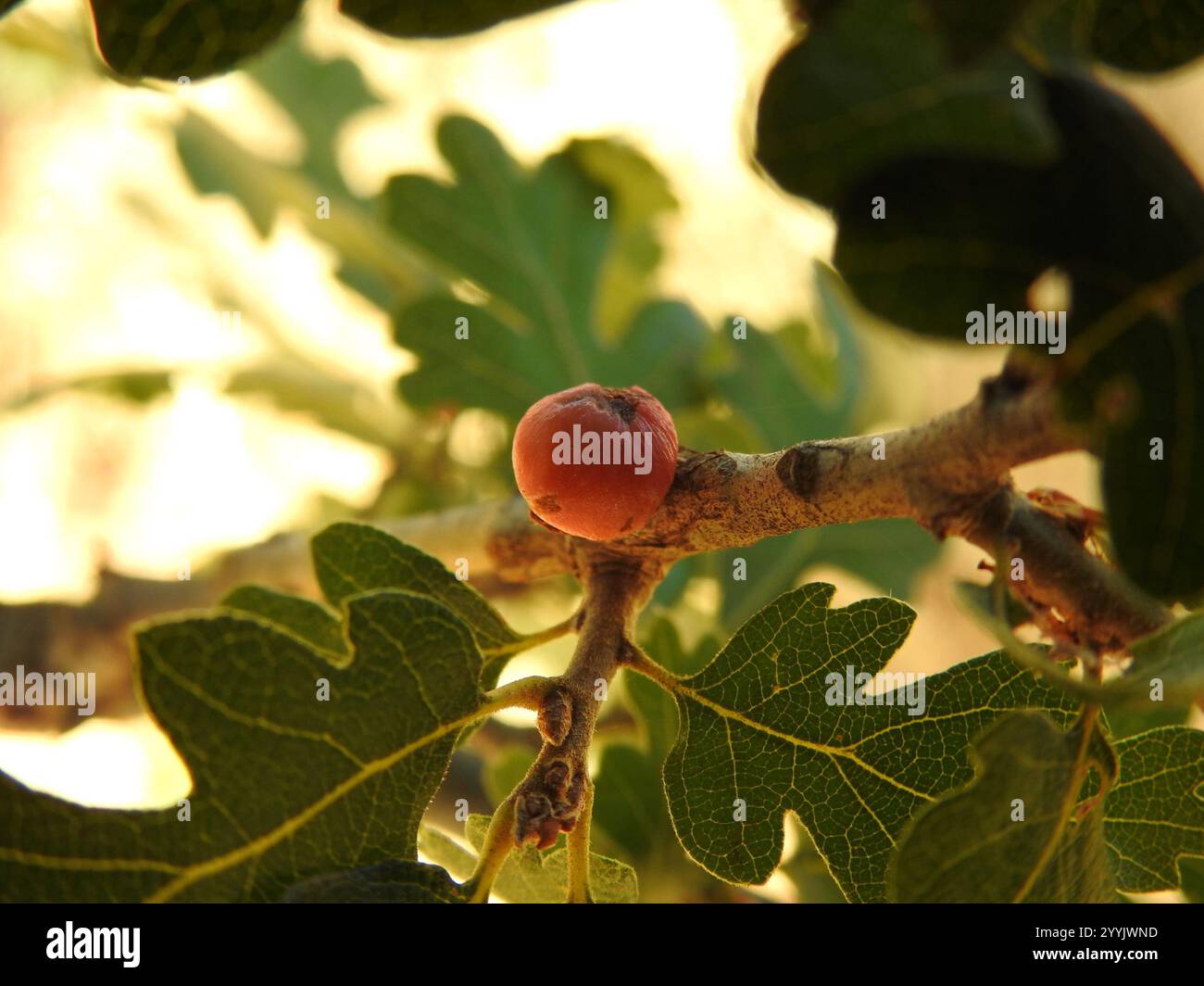 California Gall Wasp (Andricus quercuscalifornicus Stock Photo - Alamy