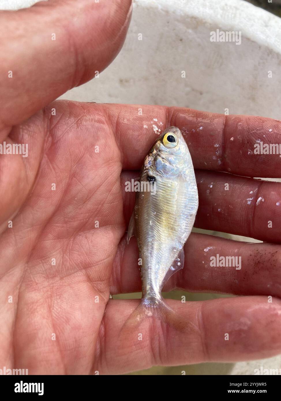 Gizzard shad hi-res stock photography and images - Alamy