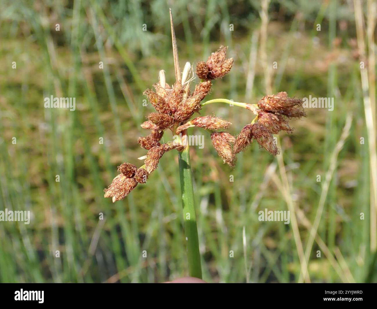 soft-stemmed bulrush (Schoenoplectus tabernaemontani Stock Photo - Alamy