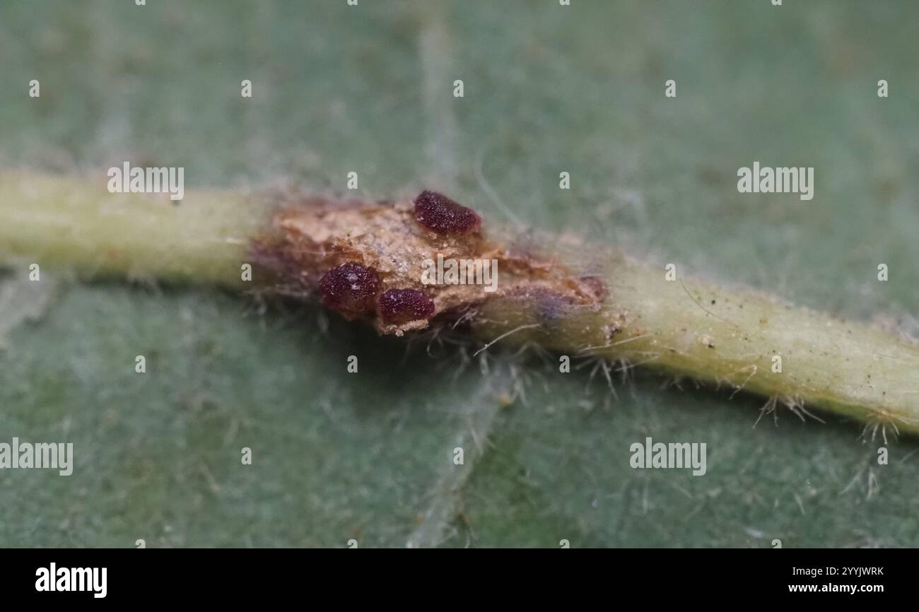 Dimorphus hi-res stock photography and images - Alamy