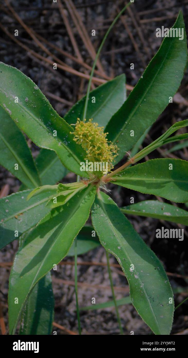 Queen's Delight (Stillingia sylvatica Stock Photo - Alamy