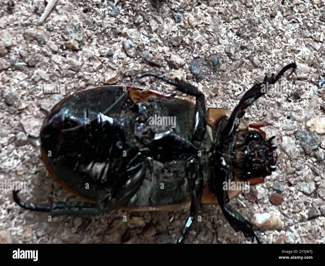 Grapevine Beetle (Pelidnota punctata Stock Photo - Alamy
