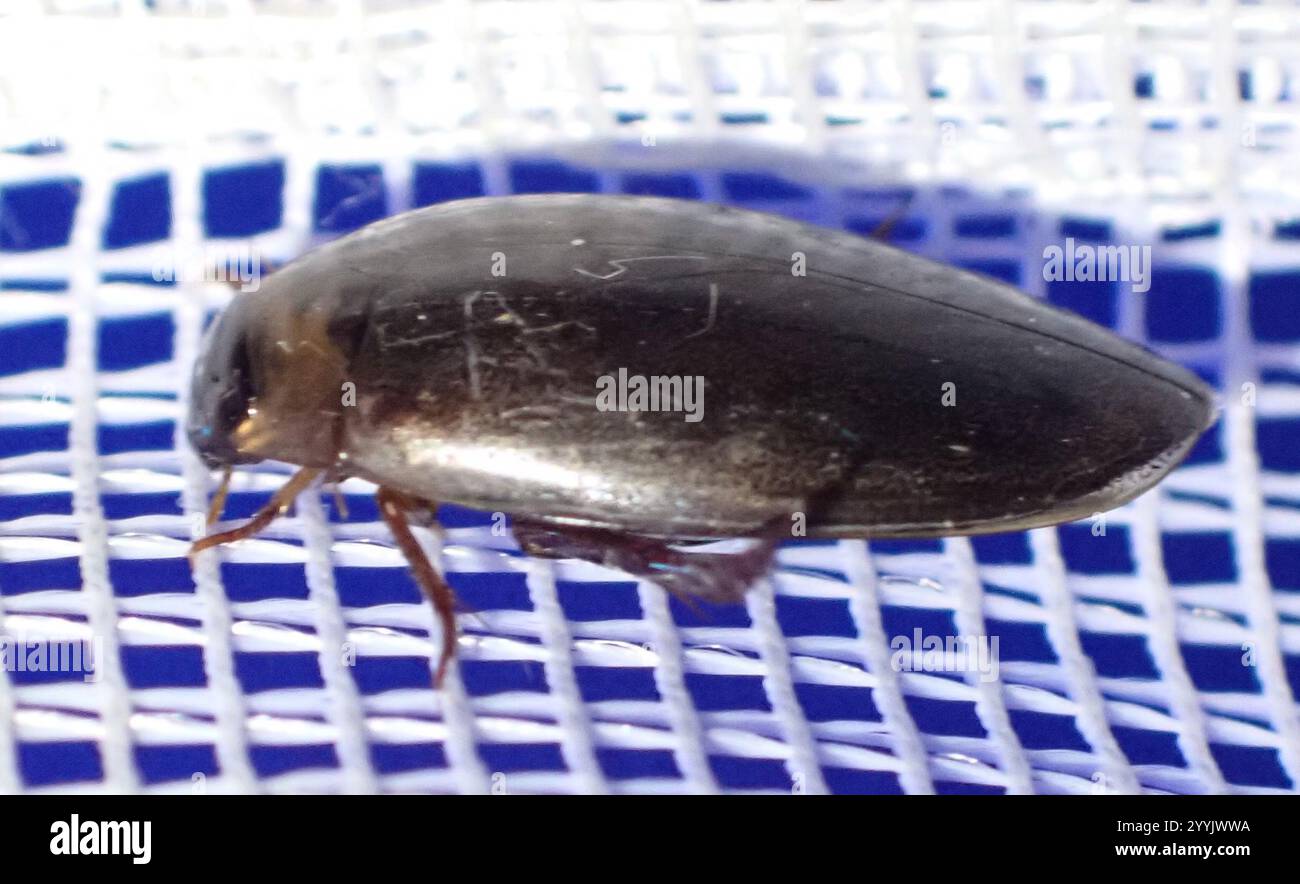 Cosmopolitan Diving Beetle (Rhantus suturalis Stock Photo - Alamy