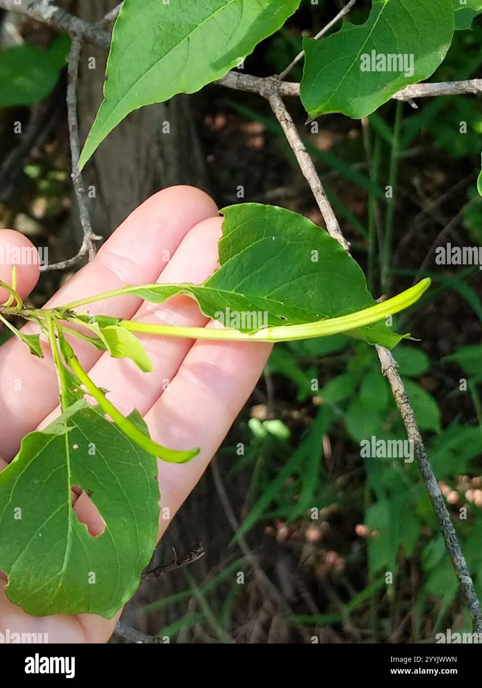 Caribbean Princewood (Exostema caribaeum Stock Photo - Alamy