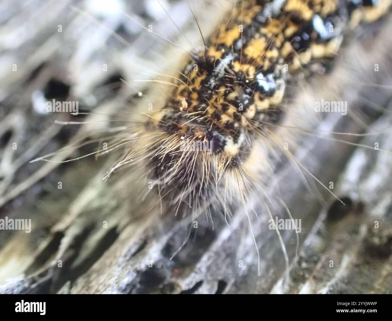 Western Tent Caterpillar Moth (Malacosoma californica Stock Photo - Alamy