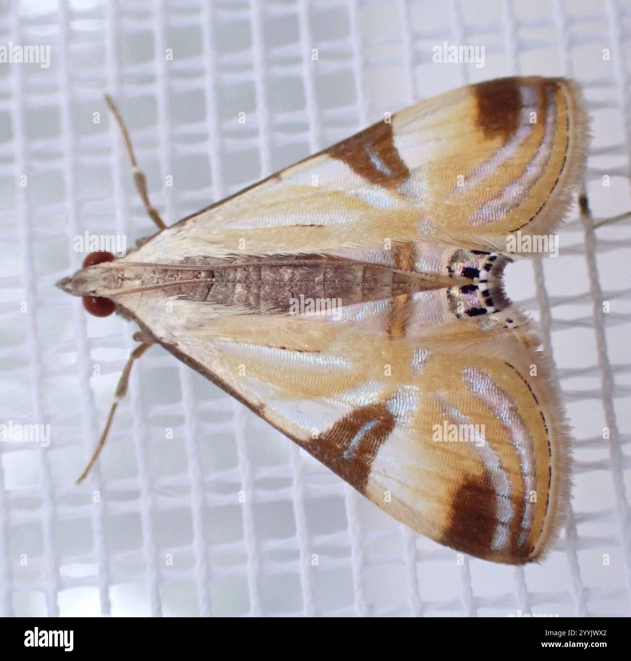 Fig Leaf Moth (Talanga tolumnialis Stock Photo - Alamy