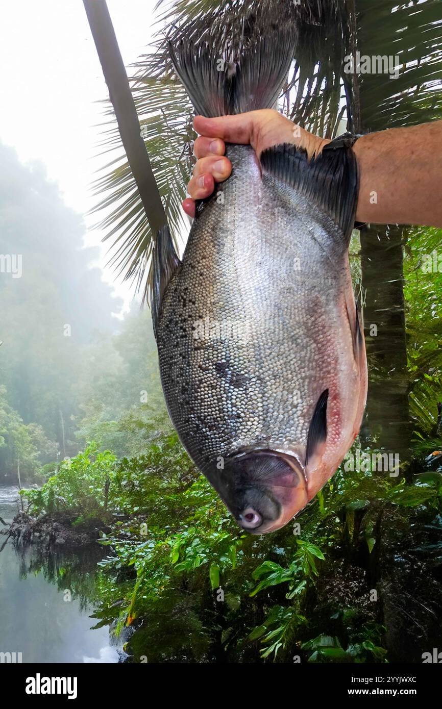 Wild Tambaqui fish Colossoma macropomum traditional Brazilian ...