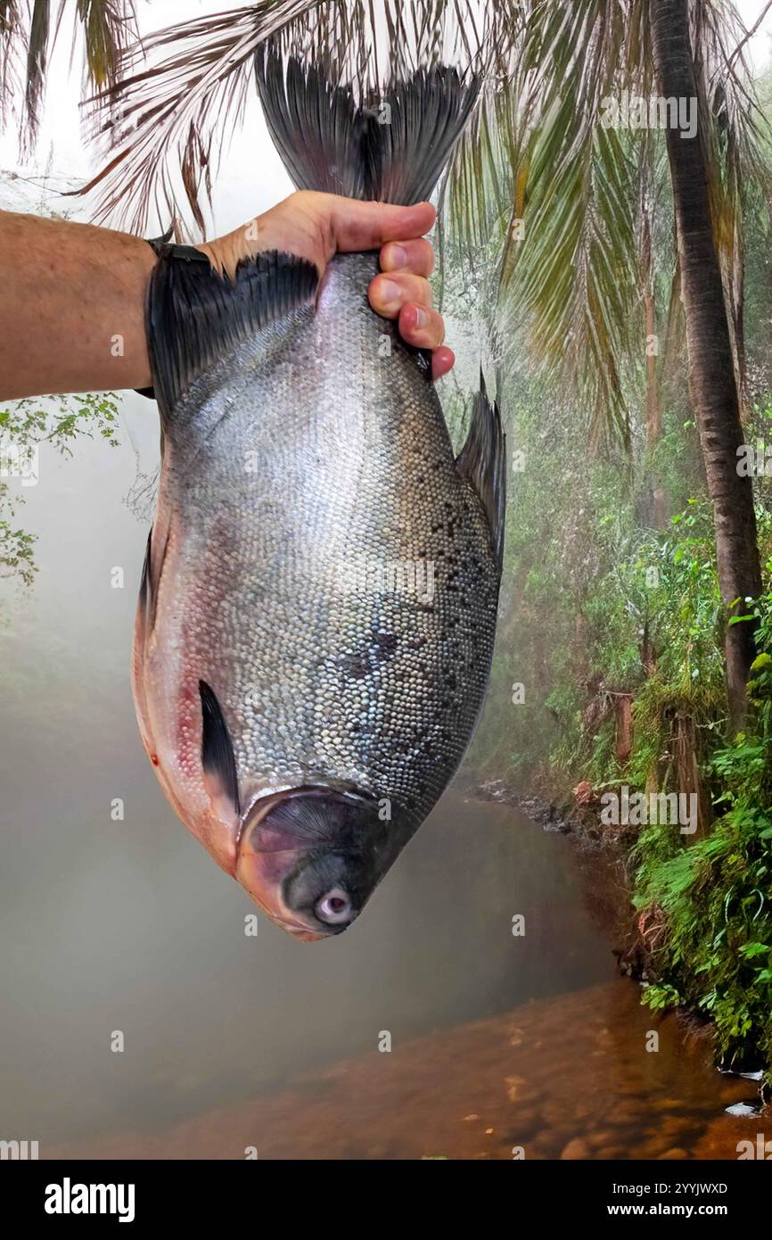 Wild Tambaqui fish Colossoma macropomum traditional Brazilian ...