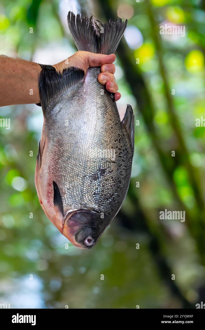 Wild Tambaqui fish Colossoma macropomum traditional Brazilian ...