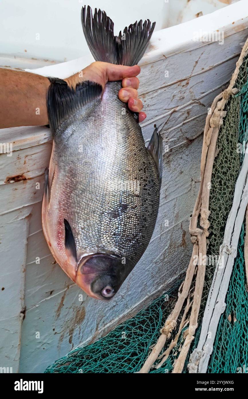 Wild Tambaqui fish Colossoma macropomum traditional Brazilian freshwater fish from the Amazon ...