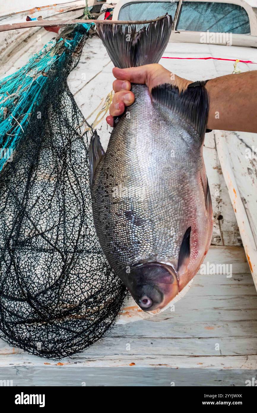 Wild Tambaqui fish Colossoma macropomum traditional Brazilian ...