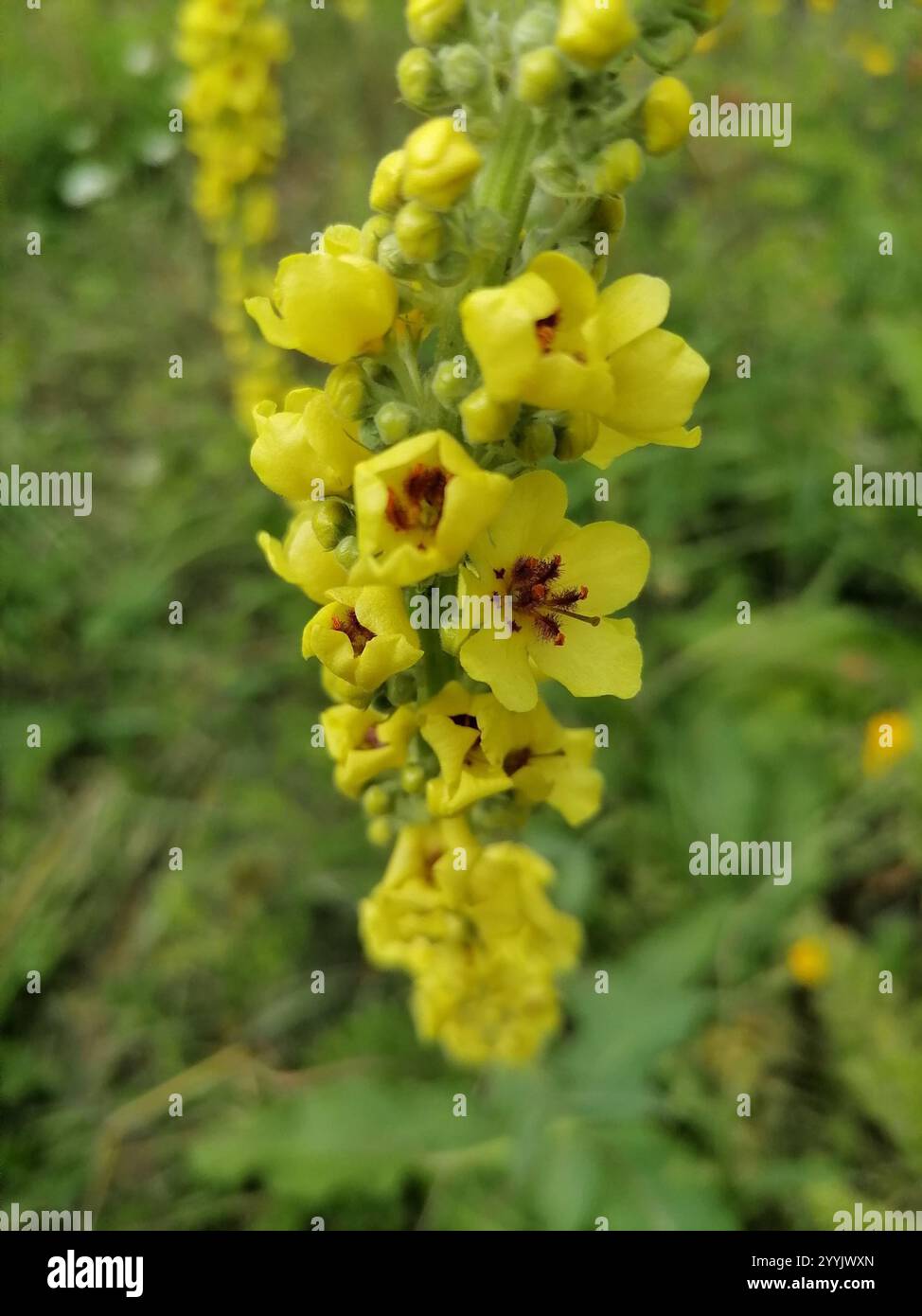 Dark Mullein (Verbascum nigrum Stock Photo - Alamy