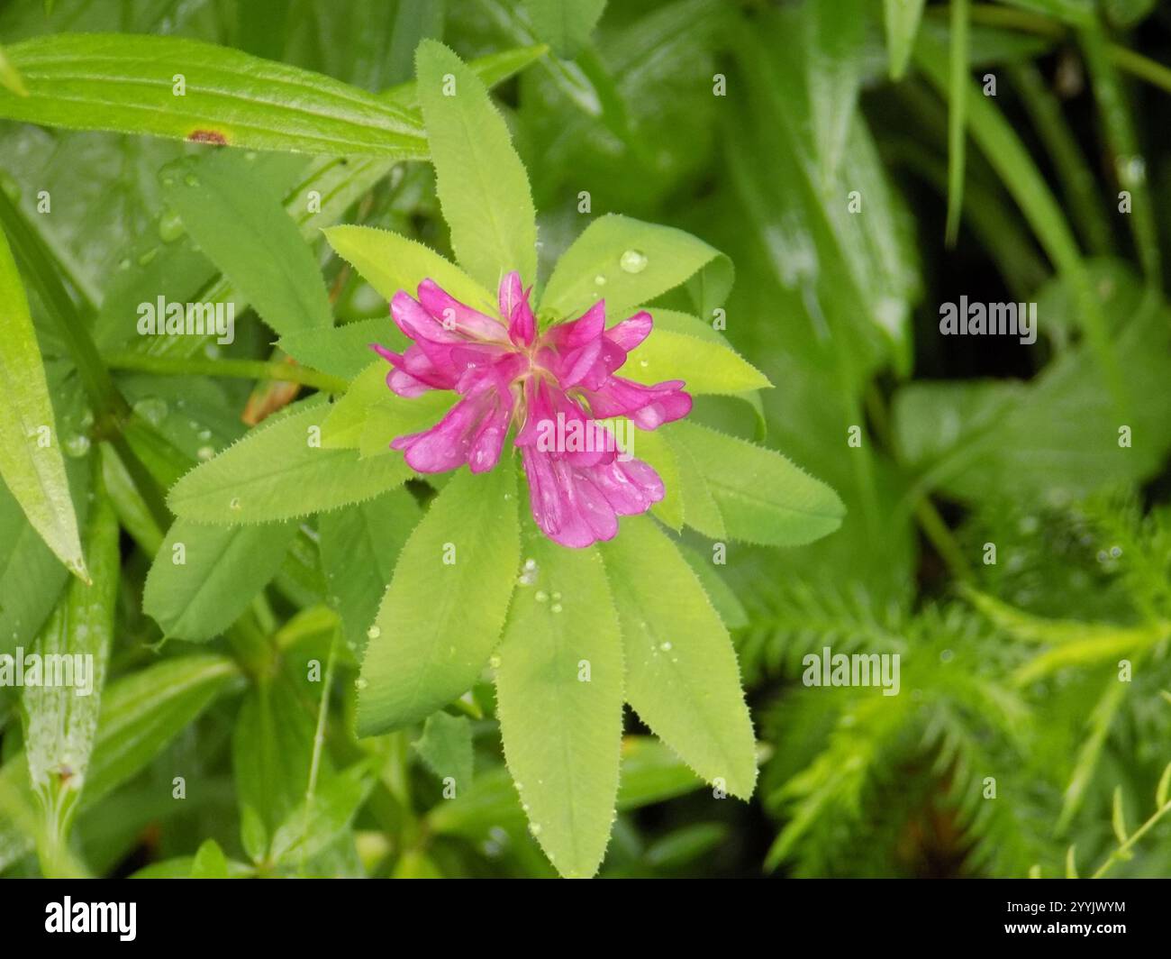 lupine clover (Trifolium lupinaster Stock Photo - Alamy