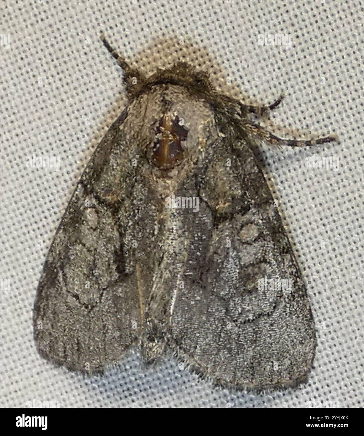 Brother Moth (Raphia frater Stock Photo - Alamy