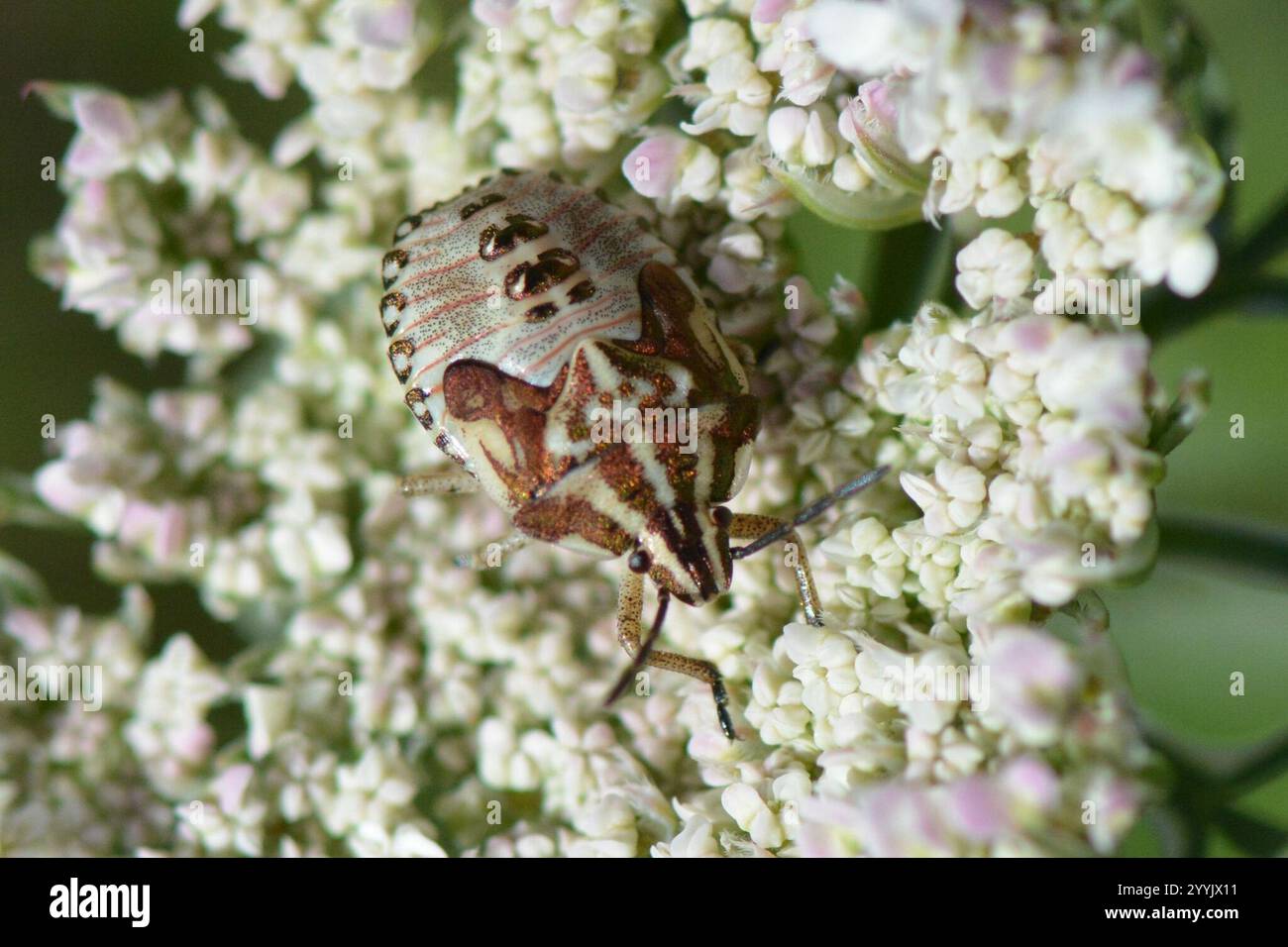 Black-shouldered Shieldbug (Carpocoris purpureipennis Stock Photo - Alamy