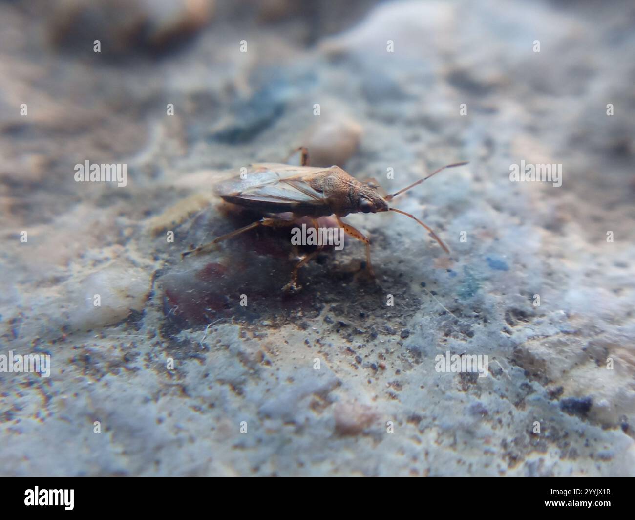 False chinch bugs (Nysius Stock Photo - Alamy