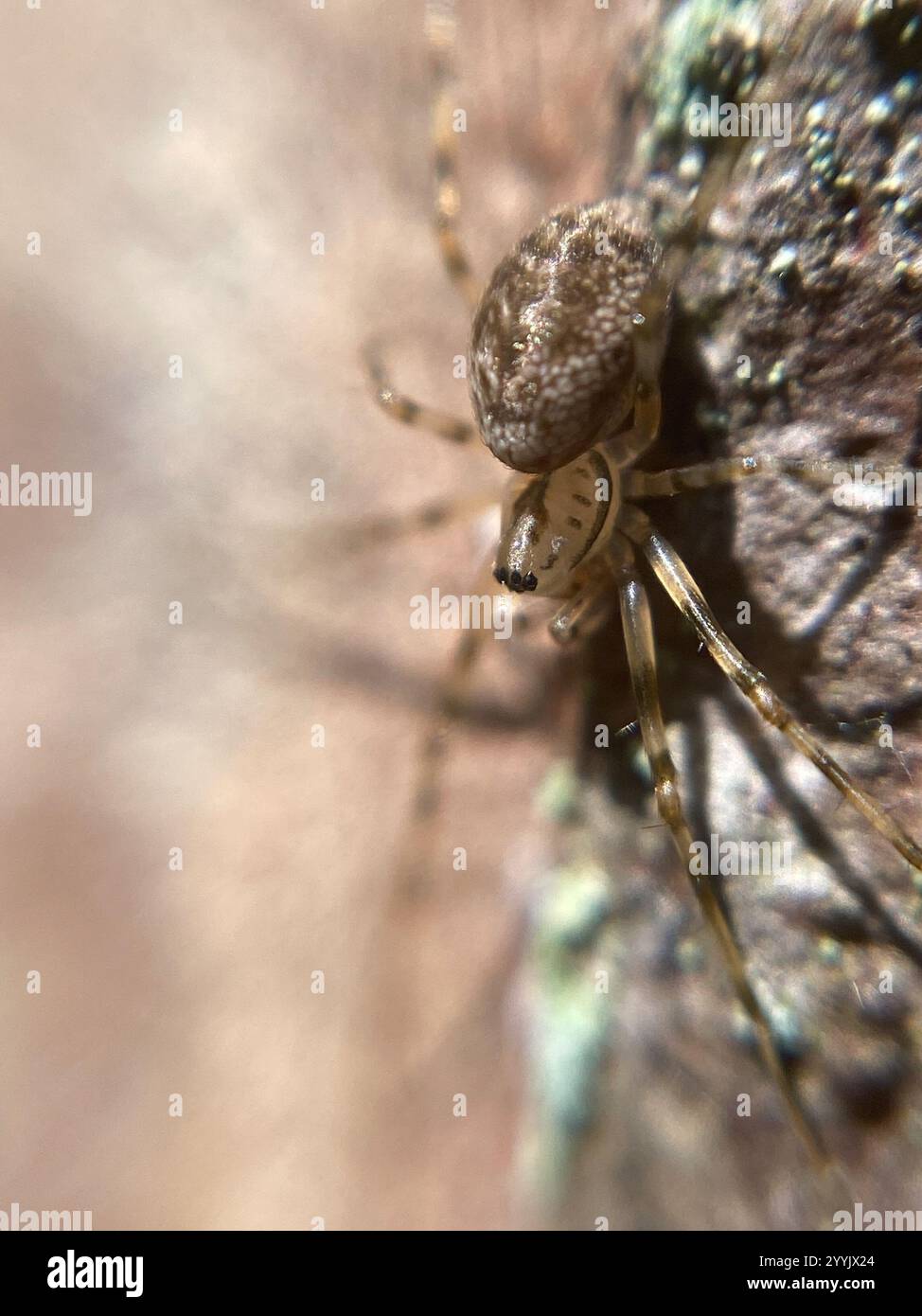 Invisible Spider (Drapetisca socialis Stock Photo - Alamy