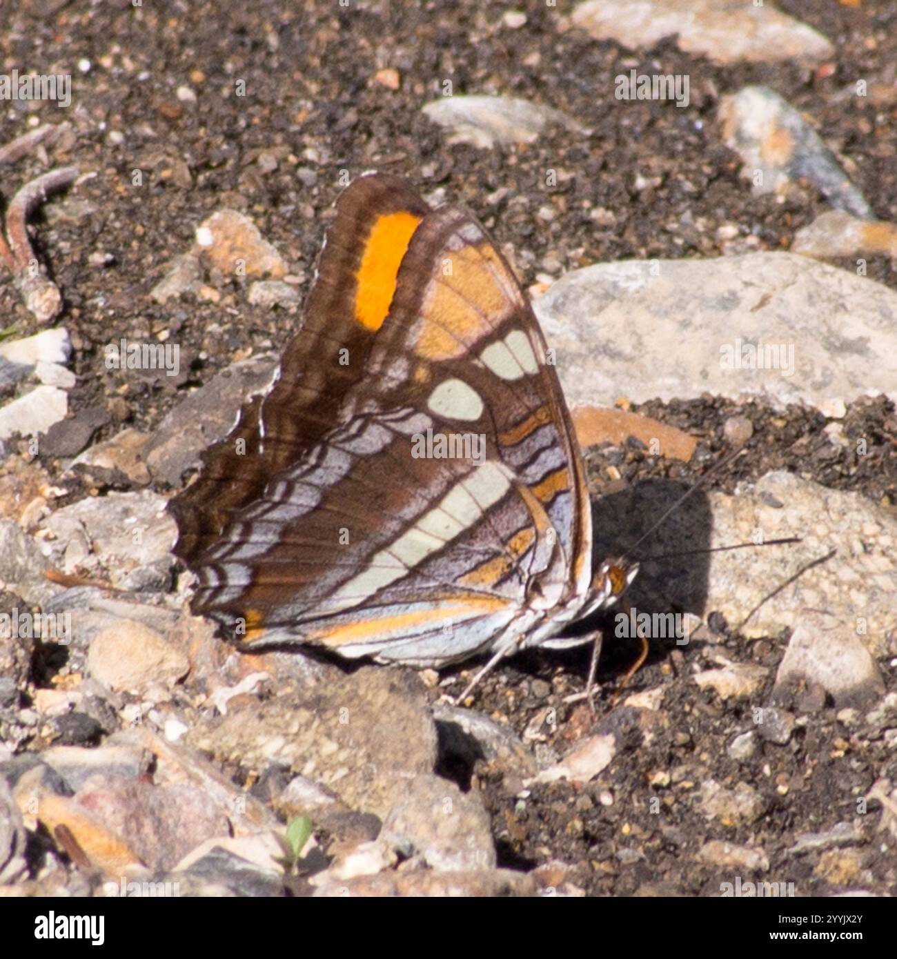 Arizona Sister (Adelpha eulalia Stock Photo - Alamy