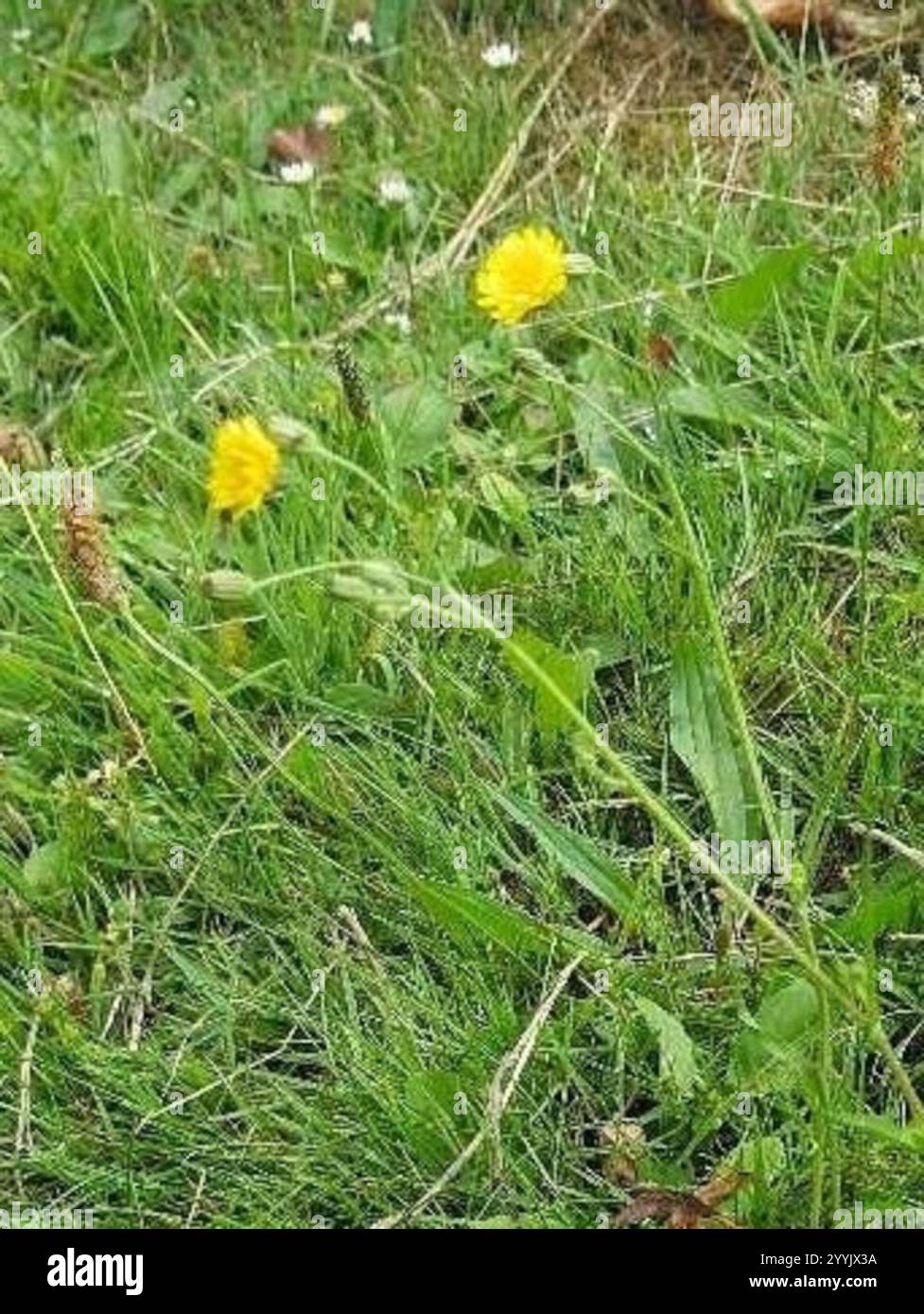 Smooth hawksbeard (Crepis capillaris Stock Photo - Alamy