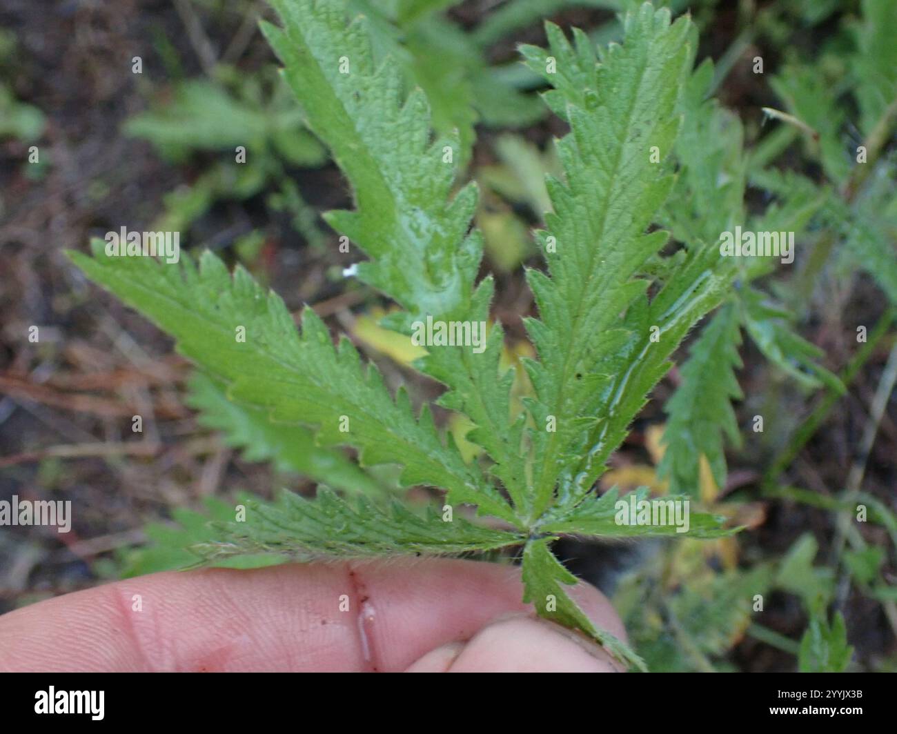 sulphur cinquefoil (Potentilla recta Stock Photo - Alamy