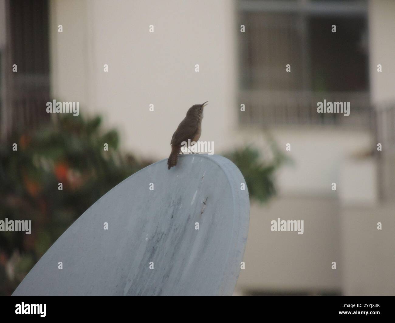 Southern house wren troglodytes musculus hi-res stock photography and ...