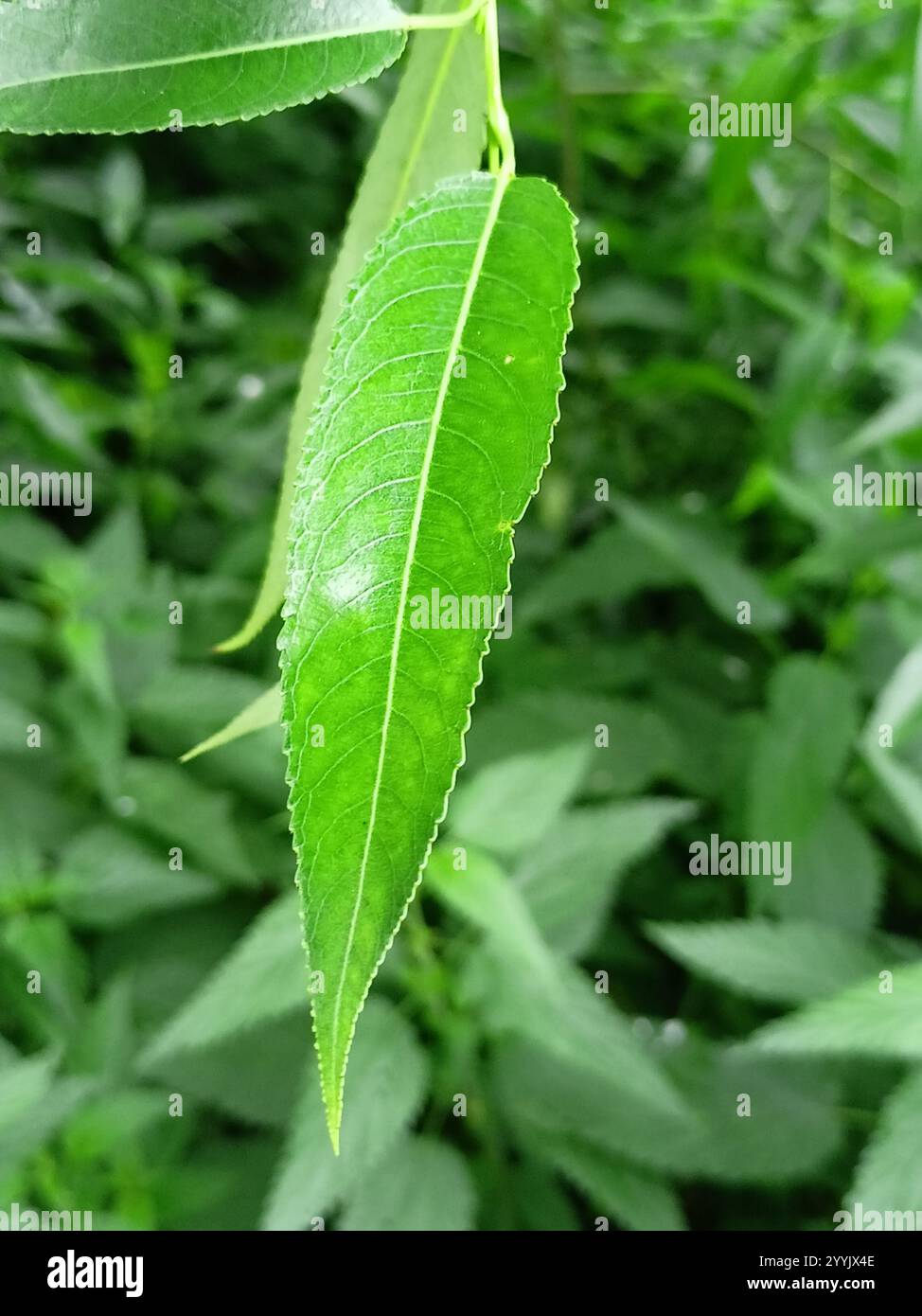crack willow (Salix euxina Stock Photo - Alamy