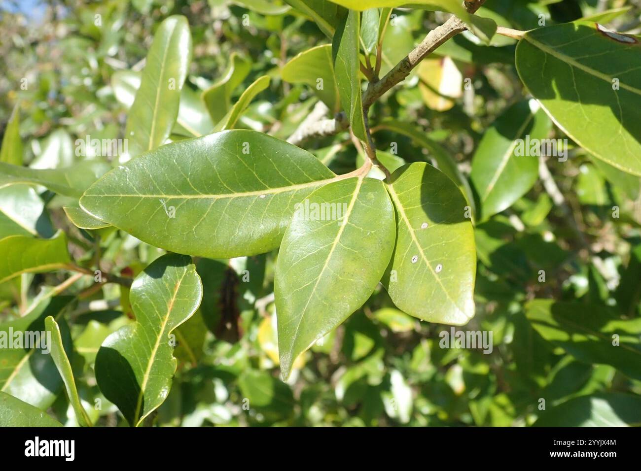 Apodytes dimidiata hi-res stock photography and images - Alamy
