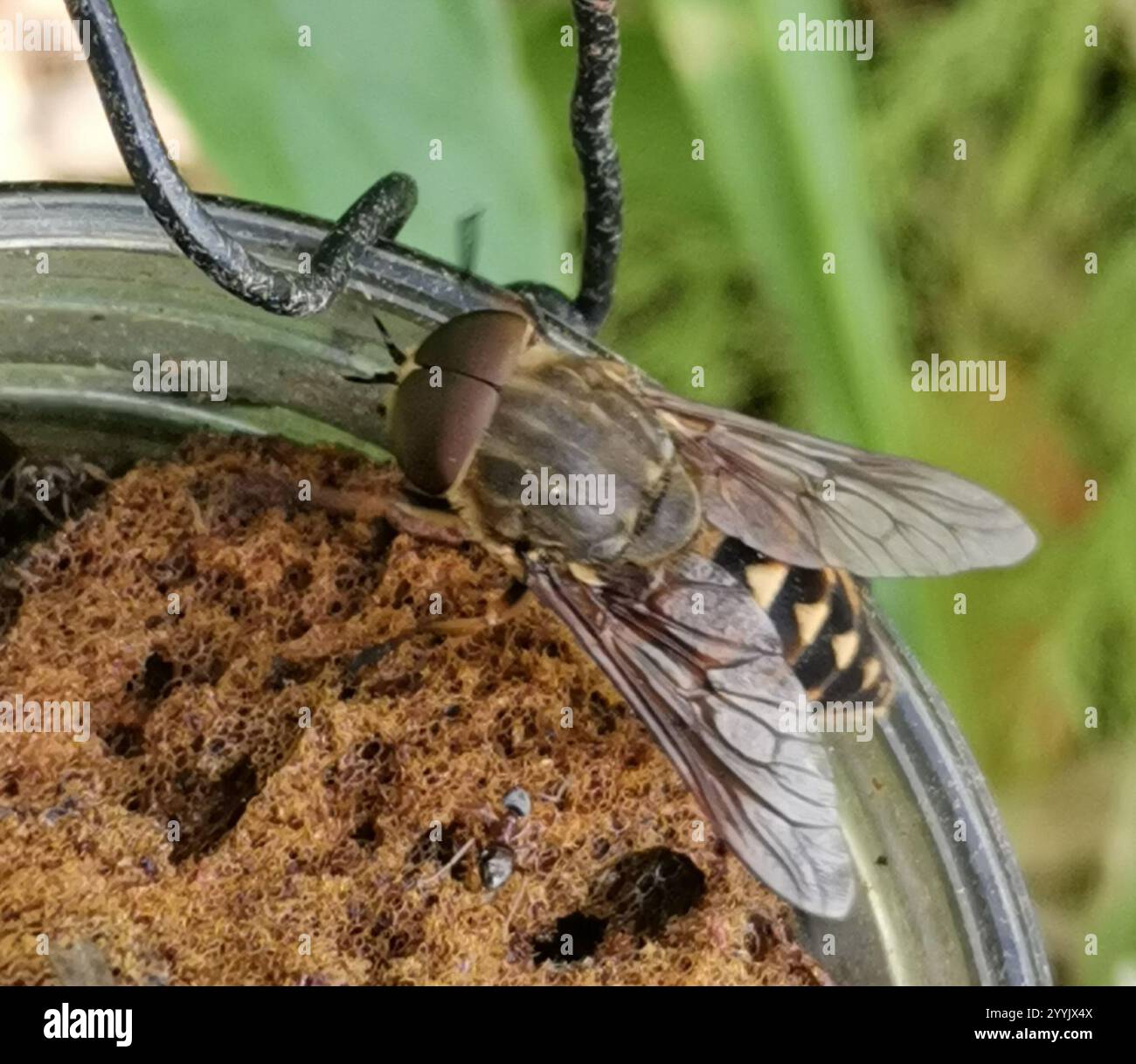 Dark Giant Horse Fly (Tabanus sudeticus Stock Photo - Alamy