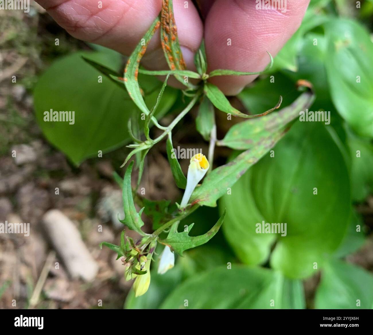 Common Cow-wheat (Melampyrum pratense Stock Photo - Alamy