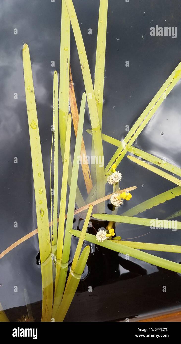 Floating bur reed hi-res stock photography and images - Alamy