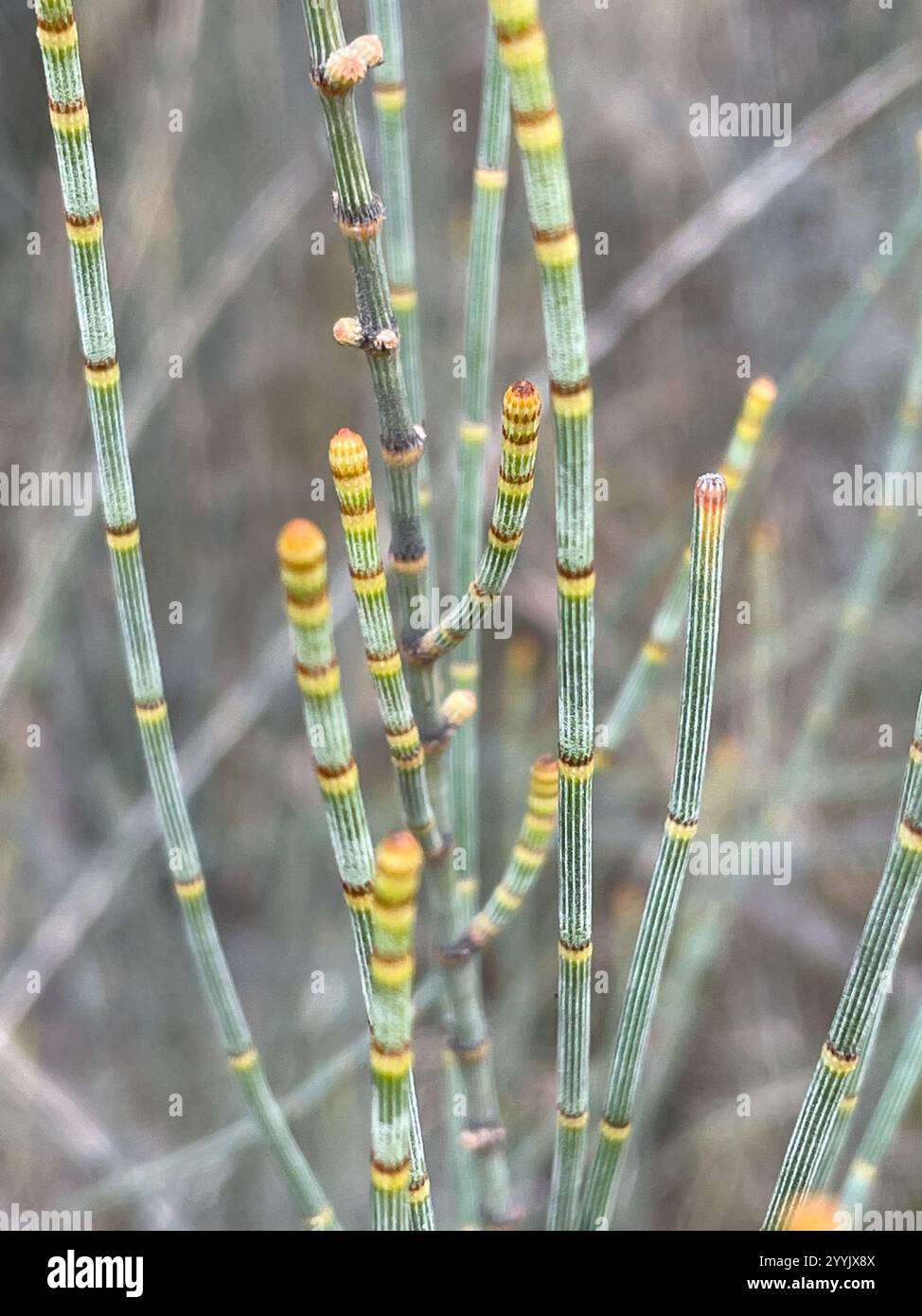 Buloke (Allocasuarina luehmannii Stock Photo - Alamy