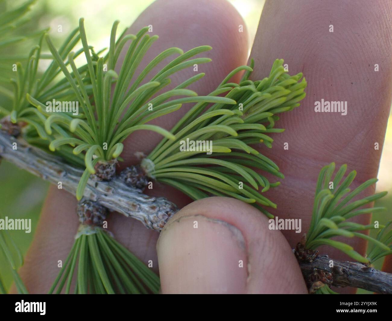 subalpine larch (Larix lyallii Stock Photo - Alamy