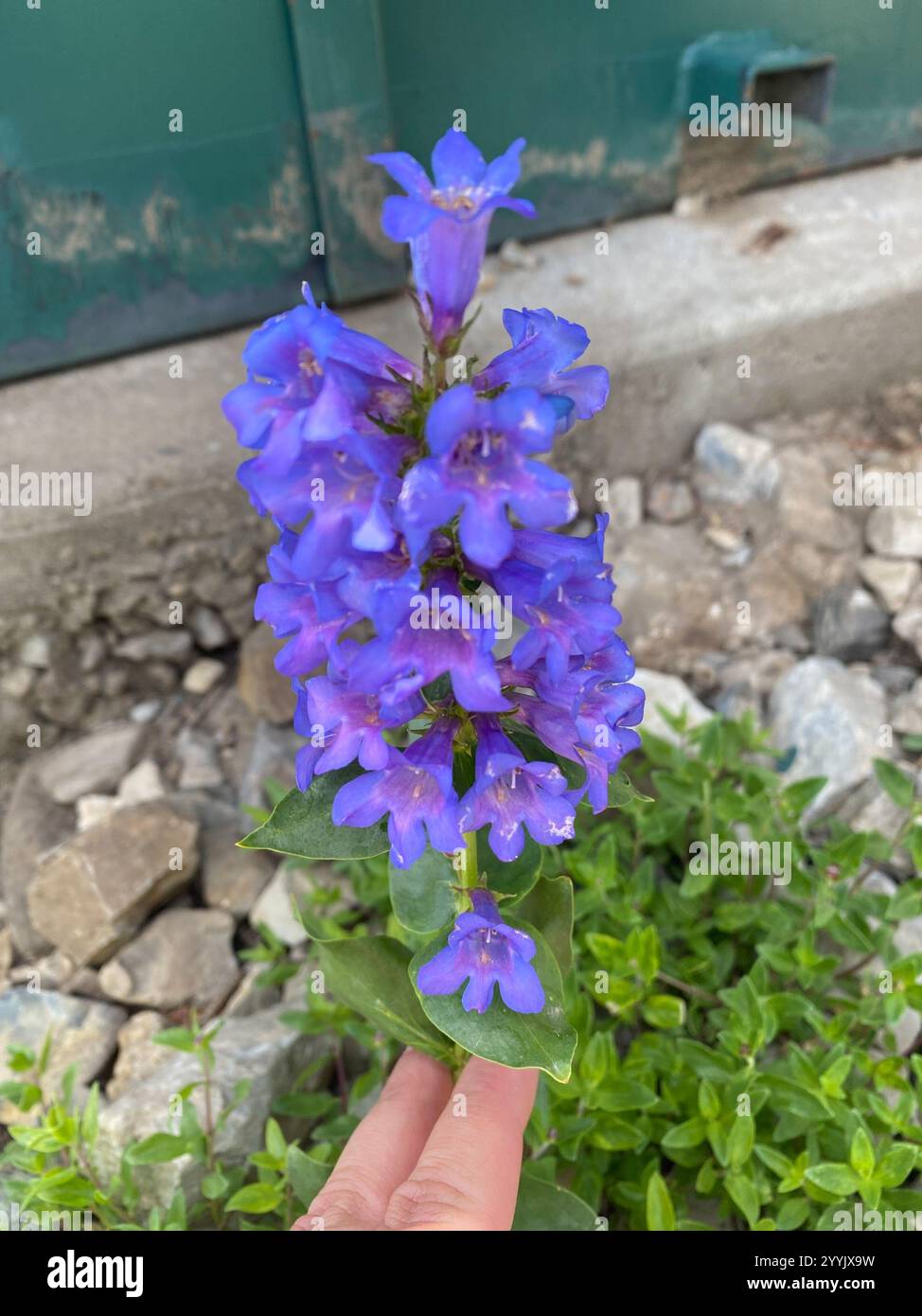 Cyananthus hi-res stock photography and images - Alamy