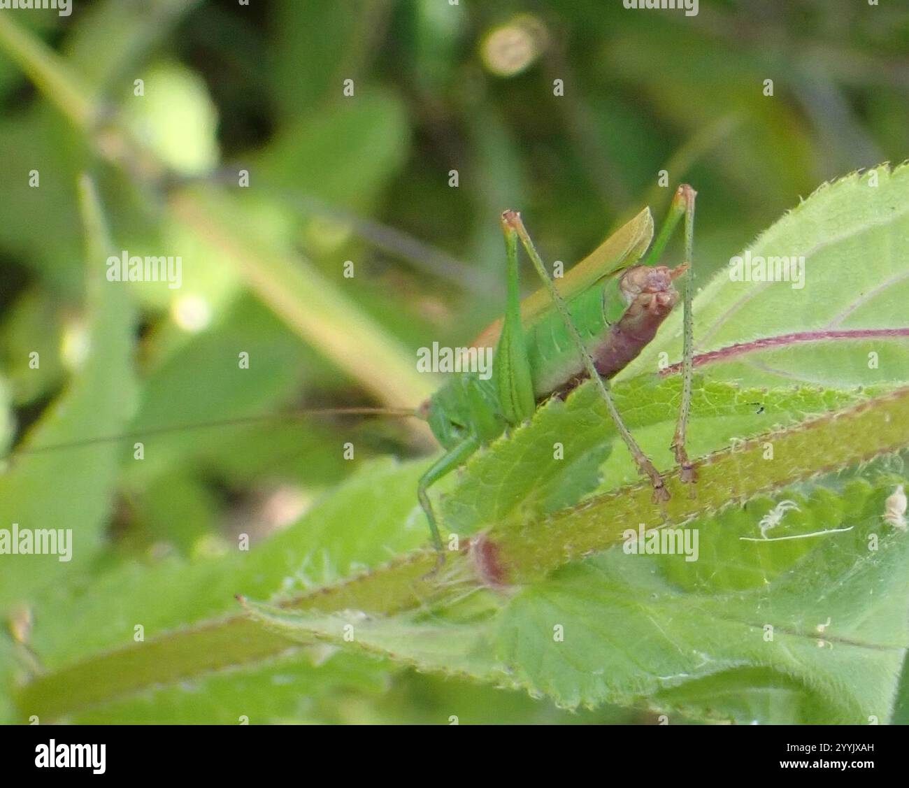 Long-winged Conehead (Conocephalus fuscus Stock Photo - Alamy
