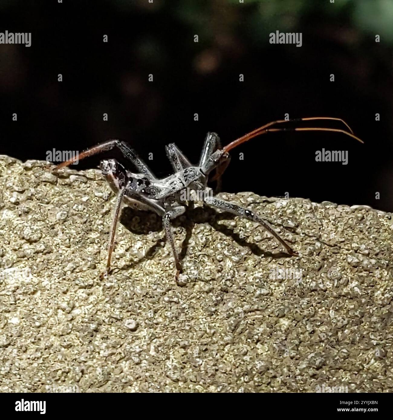 North American Wheel Bug (Arilus cristatus Stock Photo - Alamy