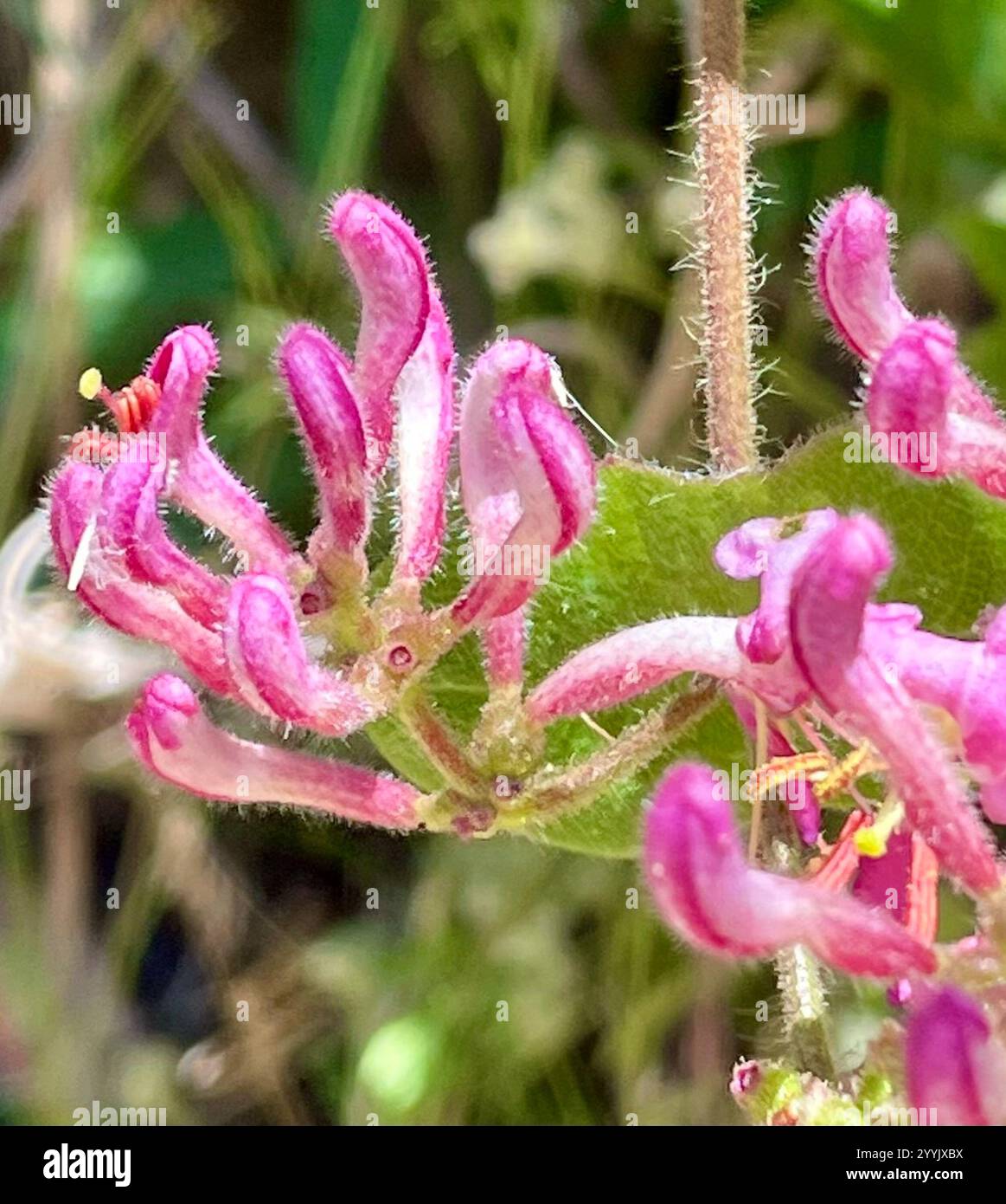 Pink Honeysuckle (Lonicera hispidula Stock Photo - Alamy