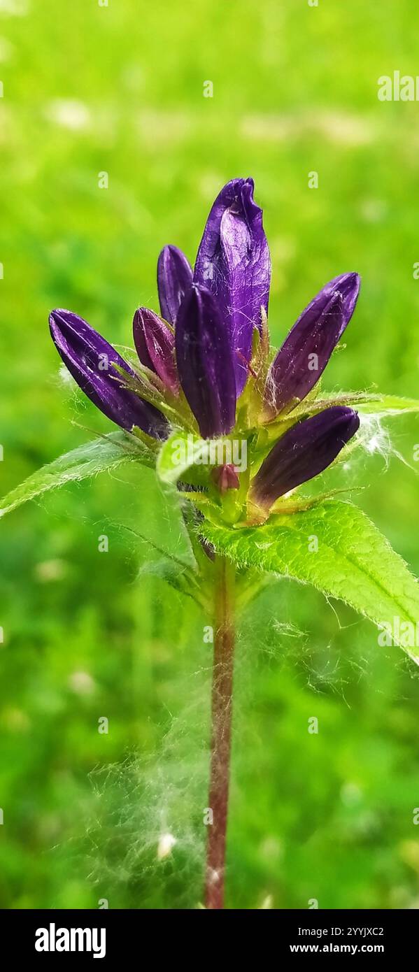 clustered bellflower (Campanula glomerata Stock Photo - Alamy