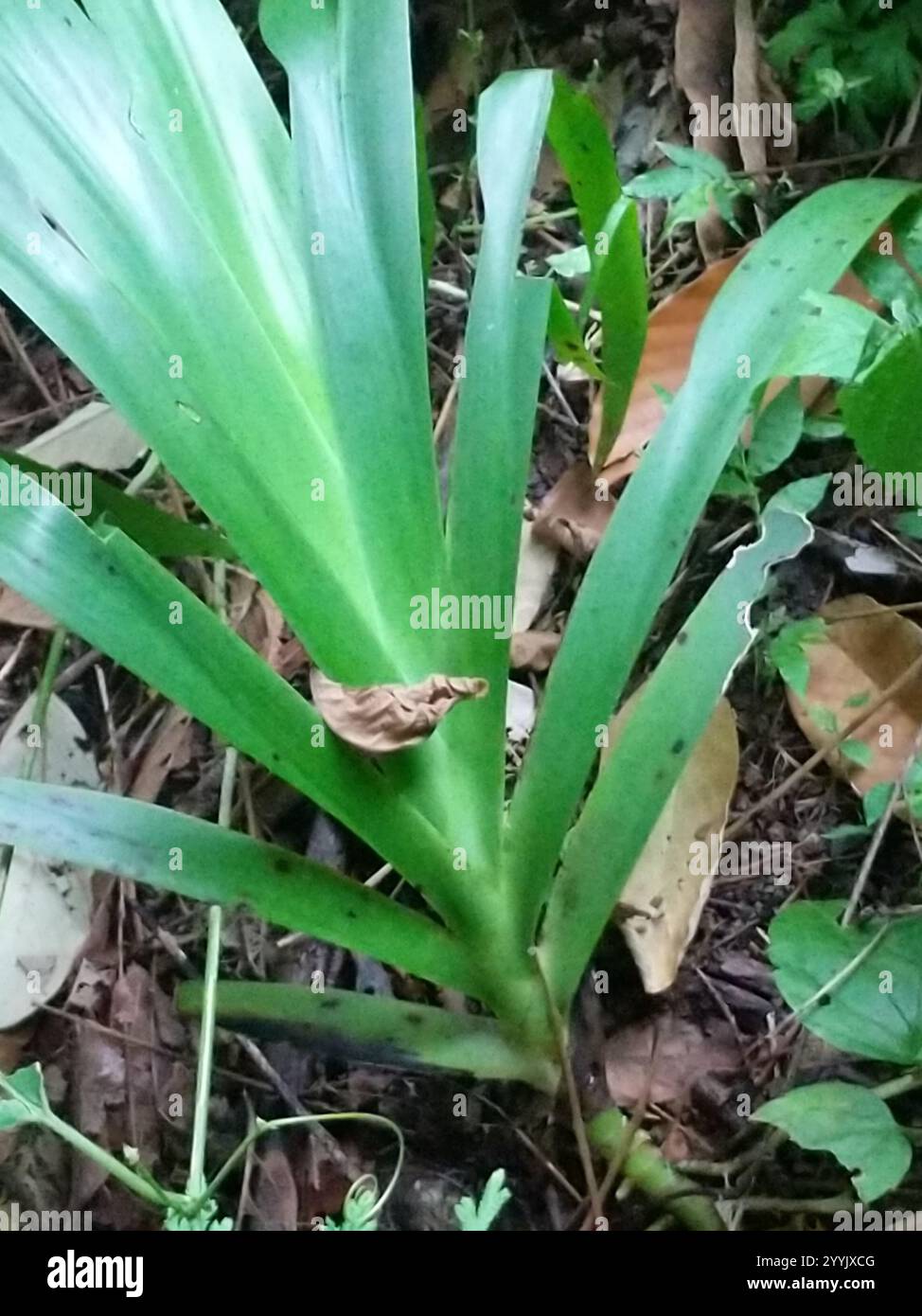 palmita (Xiphidium caeruleum Stock Photo - Alamy