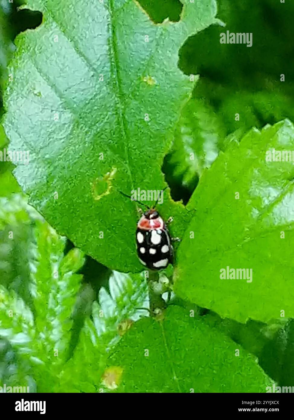 Alagoasa hi-res stock photography and images - Alamy