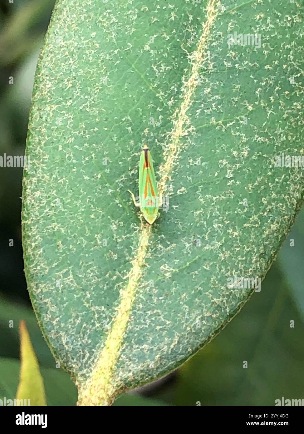 Rhododendron Leafhopper (Graphocephala fennahi Stock Photo - Alamy