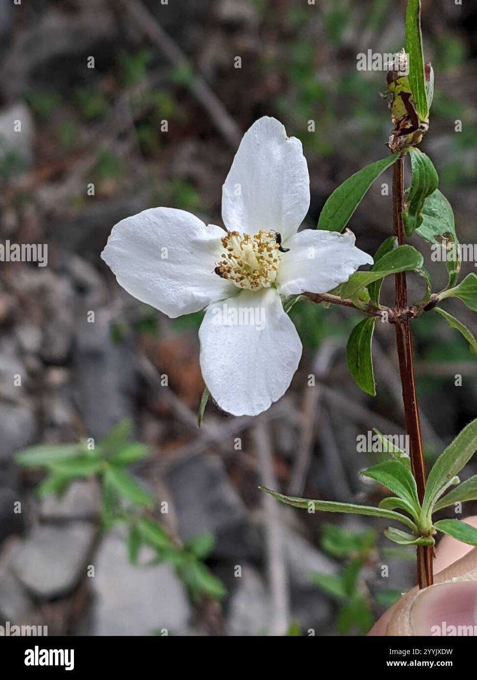 littleleaf mock orange (Philadelphus microphyllus Stock Photo - Alamy