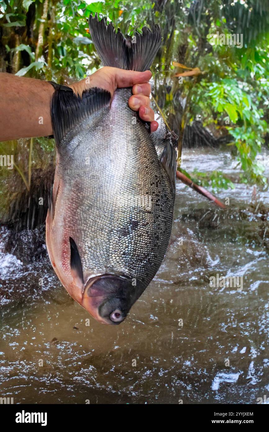 Wild Tambaqui fish Colossoma macropomum traditional Brazilian ...