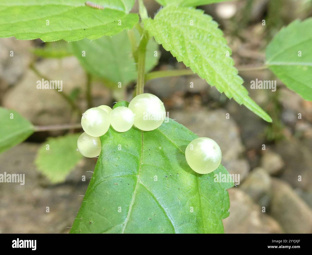 Wood Nettle Gall Midge (Dasineura investita Stock Photo - Alamy
