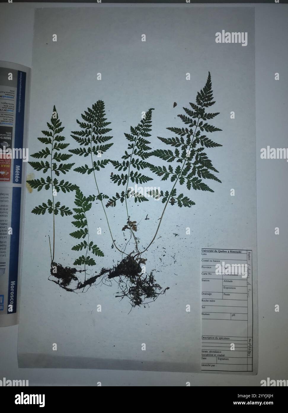 Mackay's Fragile Fern (Cystopteris tenuis Stock Photo - Alamy