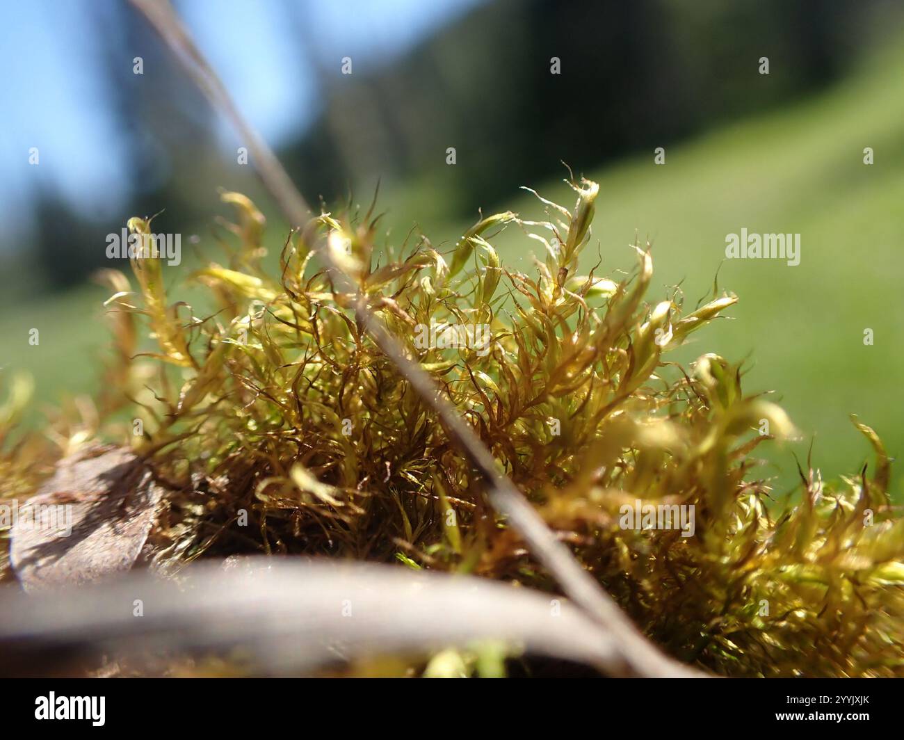 Kneiff's hook-moss (Drepanocladus aduncus Stock Photo - Alamy