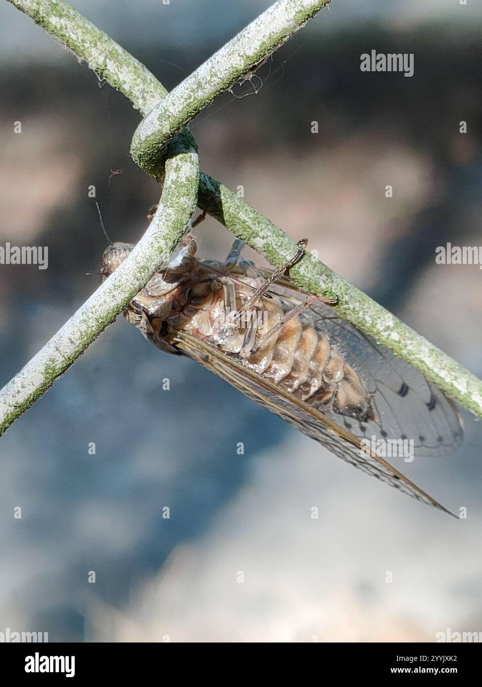 Typical Cicadas (Cicadidae Stock Photo - Alamy