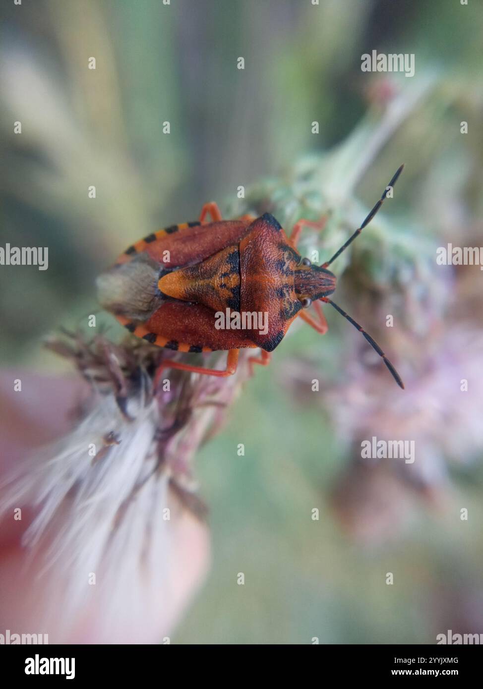 Black-shouldered Shieldbug (Carpocoris purpureipennis Stock Photo - Alamy