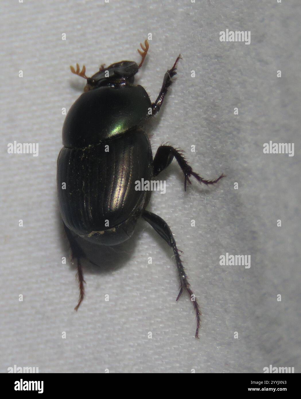 Dung Beetles (Scarabaeinae Stock Photo - Alamy