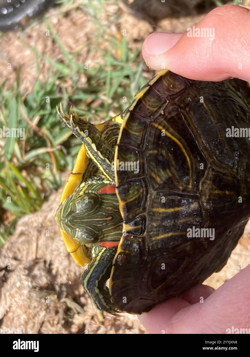 Red-eared Slider (Trachemys scripta elegans Stock Photo - Alamy