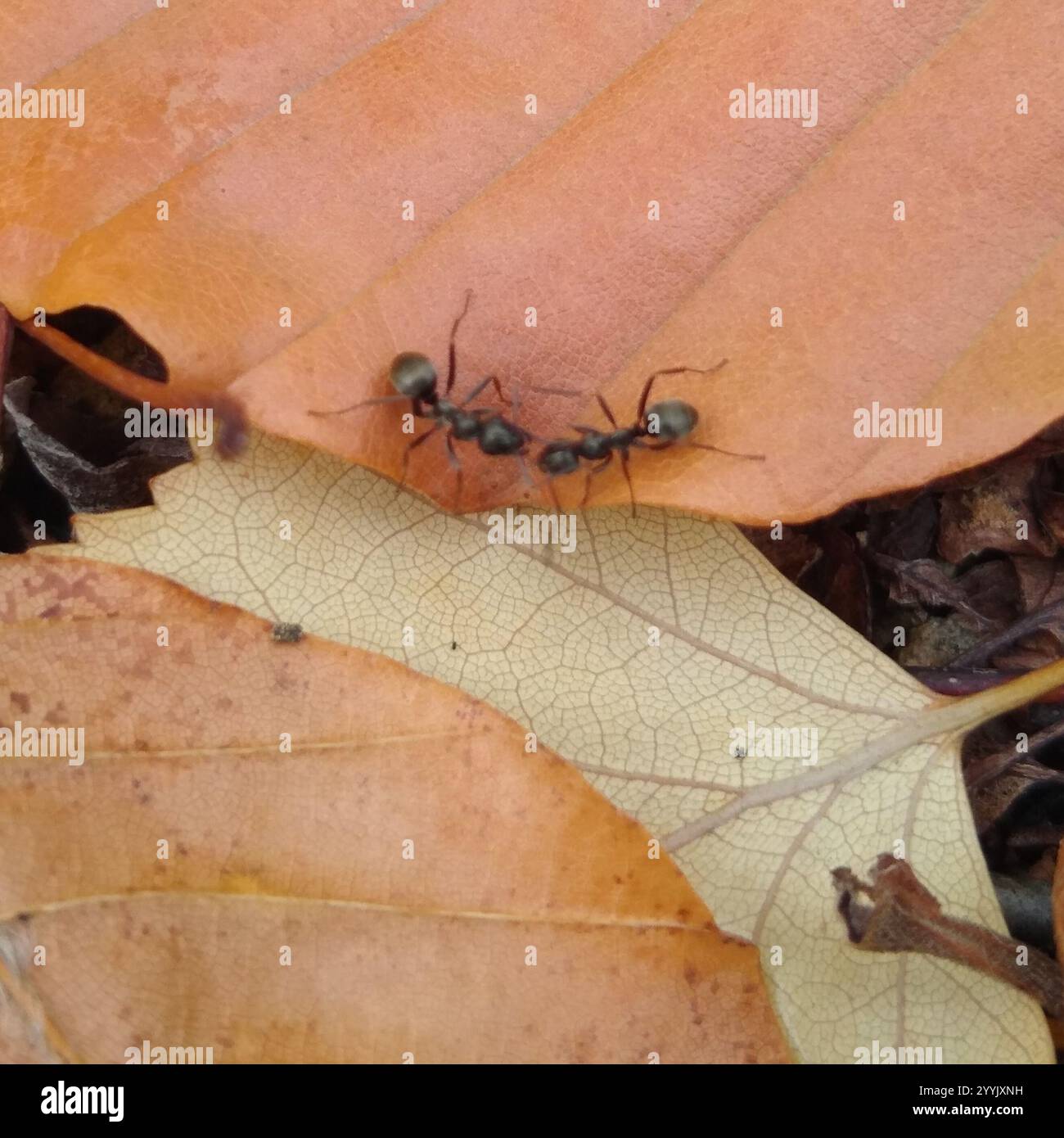 fusca-group Field Ants and Allies (Formica fusca Stock Photo - Alamy